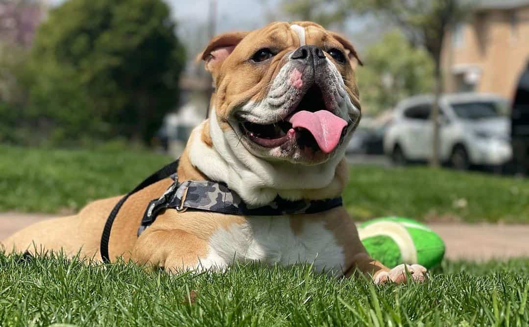 Types of Bulldogs: 15 Different Types of Bulldog Dogs - K9 Web
