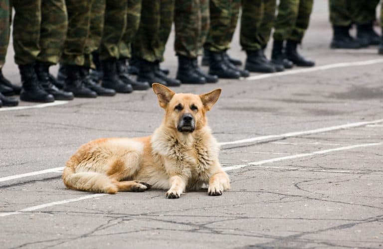 The Best Military Dog Names: Pick One of 400+ Names - K9 Web