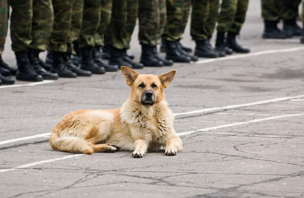 The Best Military Dog Names Pick One Of 400 Names K9 Web the-best-military-dog-names-pick-one-of-400-names-k9-web