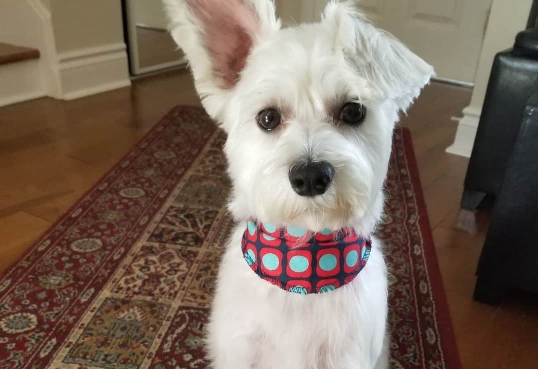 Lhasa Apso Mixes: 20 Different Great Dane Crossbreeds - K9 Web