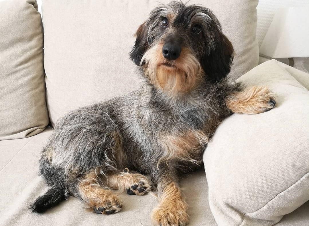 Types of Dachshunds: 3 Different Types of Doxie Dogs - K9 Web