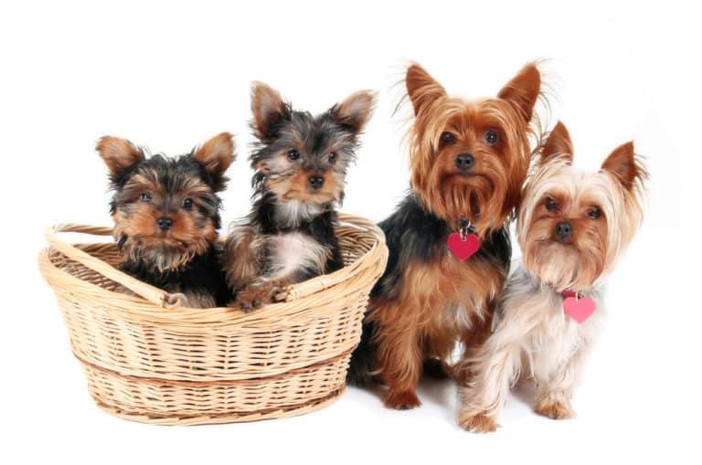 Types of Yorkies: 2 Different Types of Yorkie Dogs - K9 Web