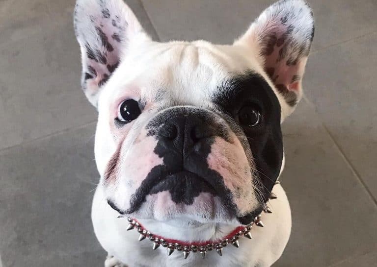800+ of the Most Badass Dog Names for Your Best Companion - K9 Web