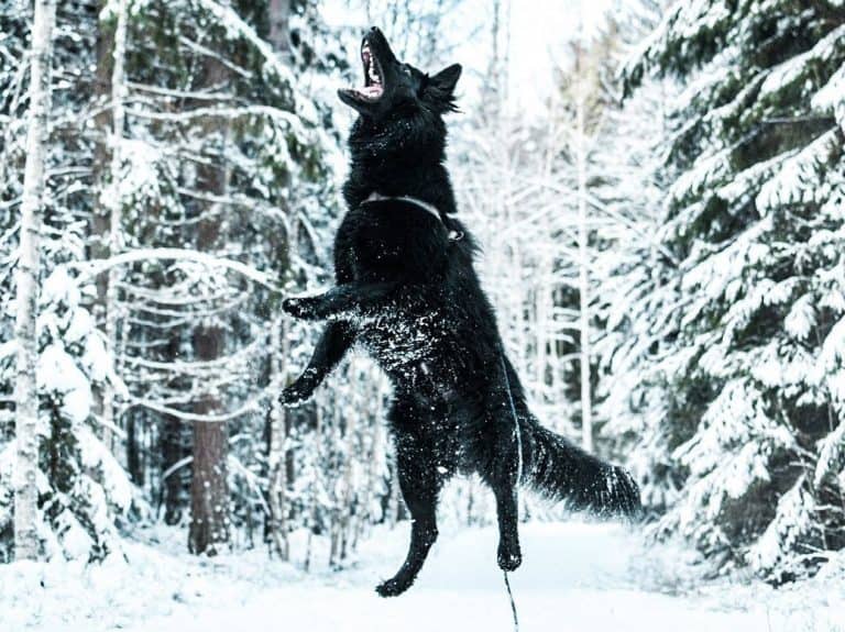 800+ of the Most Badass Dog Names for Your Best Companion - K9 Web