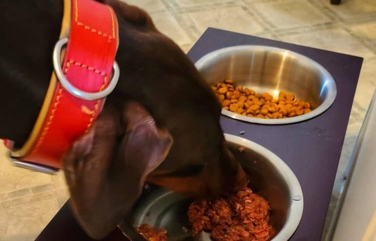 13 Best Dog Foods for Dobermans 2023 (Premium & Budget) - K9 Web