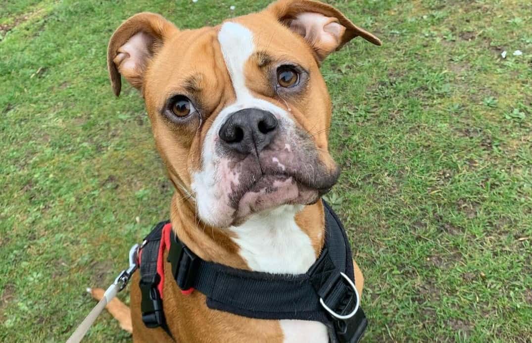 Is the loyal American Bulldog the next member of your pack? - K9 Web