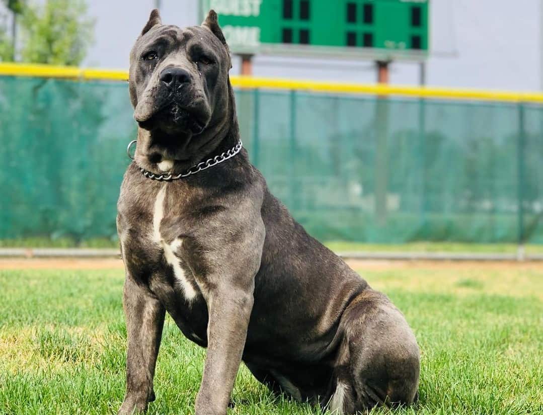 800+ of the Most Badass Dog Names for Your Best Companion - K9 Web