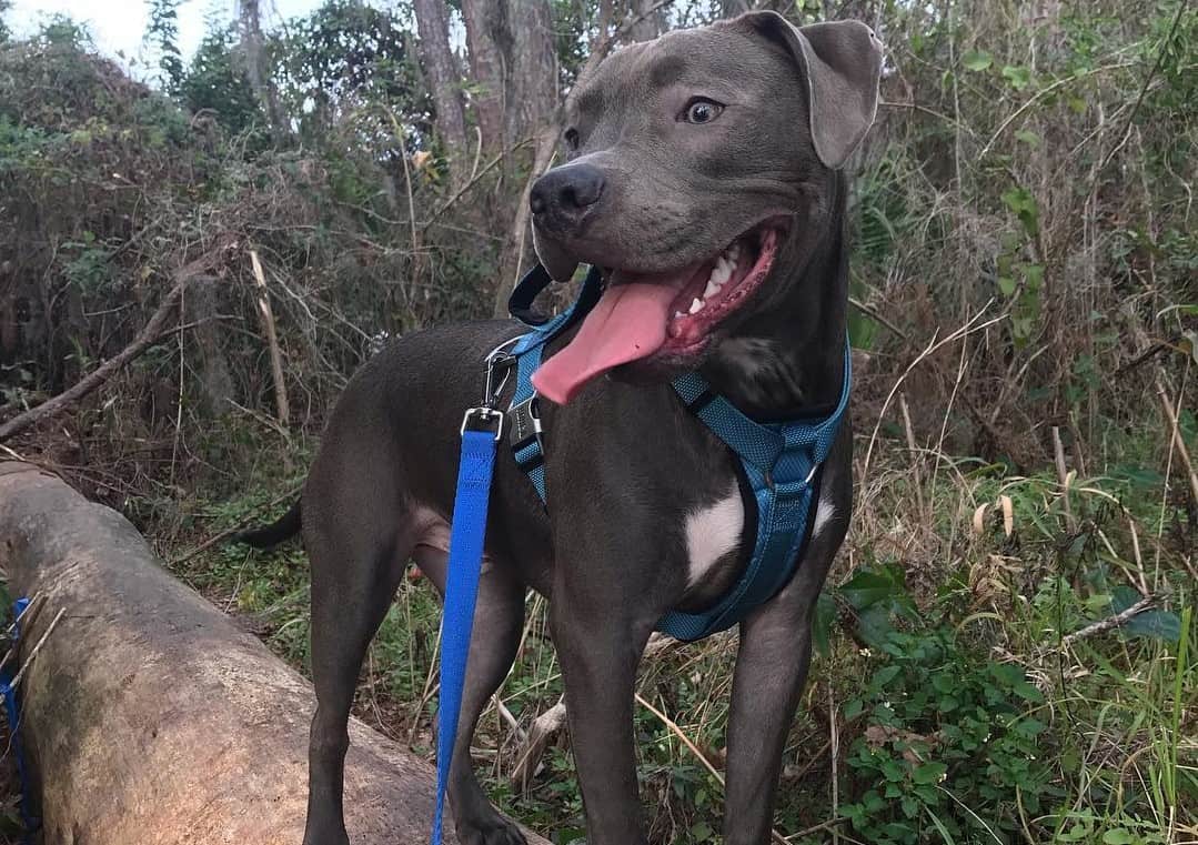 800-of-the-most-badass-dog-names-for-your-best-companion-k9-web