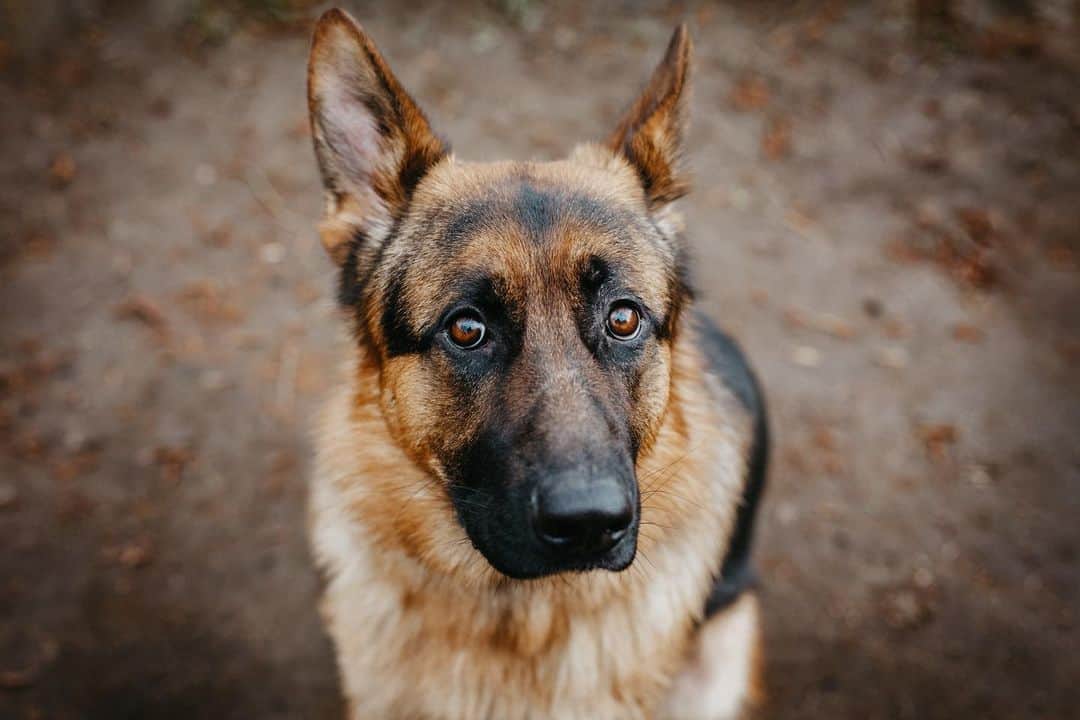 German Shepherd Dog Breed: Pictures, Colors, Bark, Characteristics, and ...