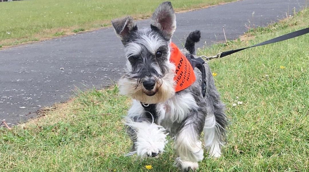 20 Best Dog Foods for Schnauzers 2023 (Premium & Budget) - K9 Web