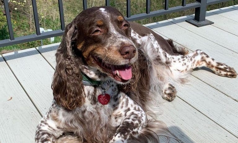 The English Springer Spaniel: A Working & Winning Show Dog Breed - K9 Web