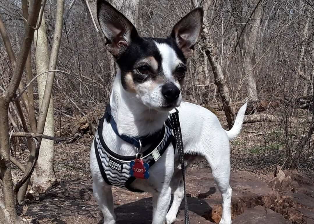 Meet The Rat Terrier: An Adorable and Energetic Companion - K9 Web