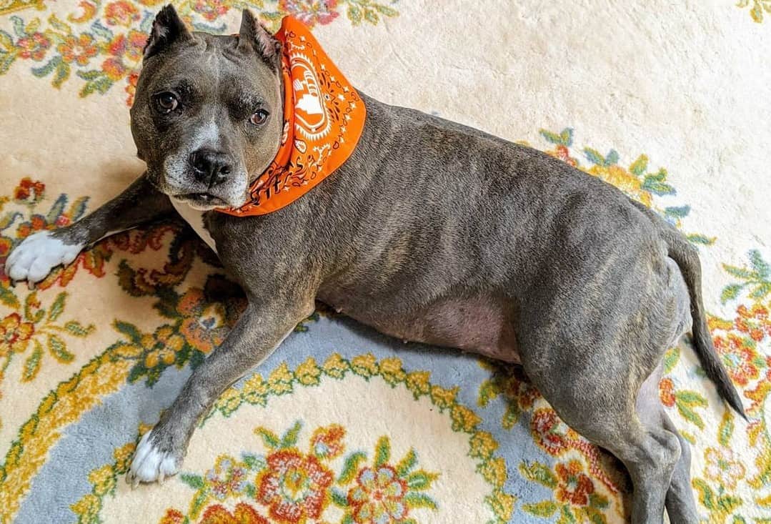 Pitbull Colors: The Standard & Rare Pitbull Coat Colors - K9 Web