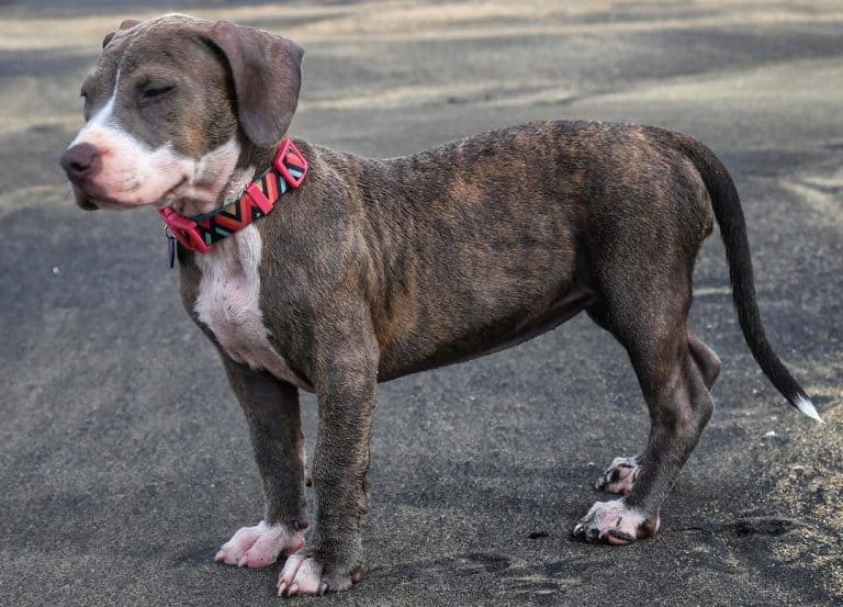 Pitbull Colors: The Standard & Rare Pitbull Coat Colors - K9 Web