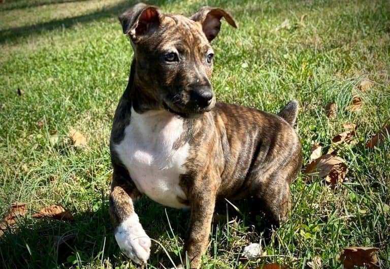 Meet The Rat Terrier: An Adorable and Energetic Companion - K9 Web