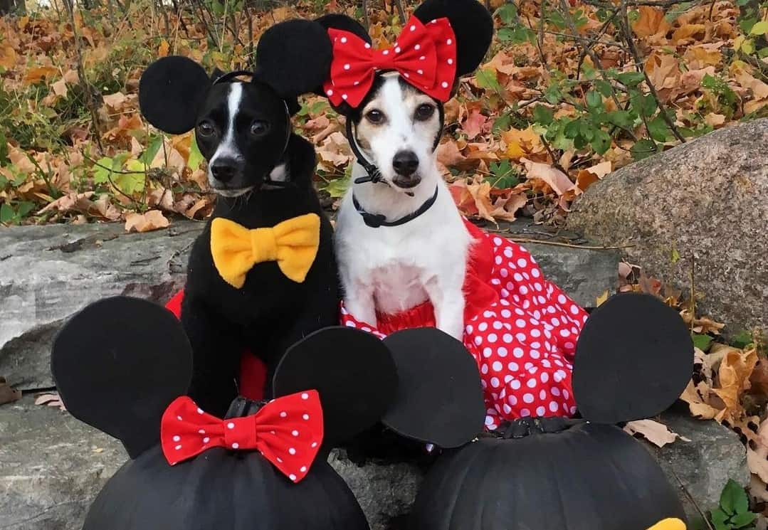 300 Brilliant Cartoon Dog Names for your Pooch - K9 Web