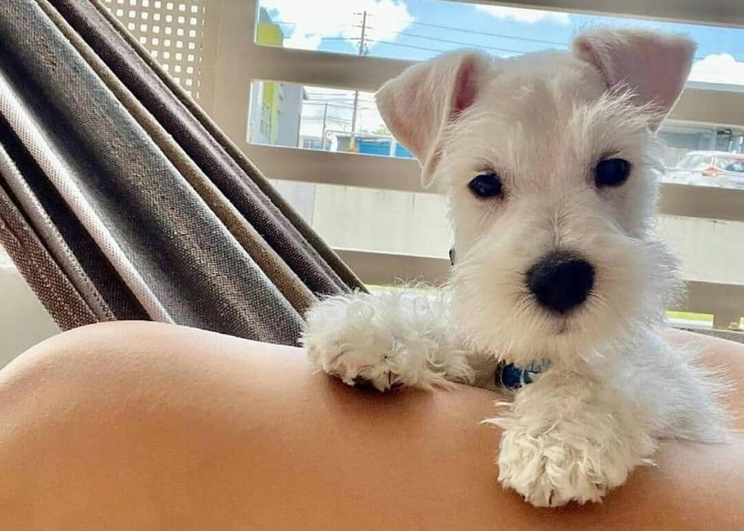 Which are the Best Small Dogs for Kids to Add to Your Family? - K9 Web