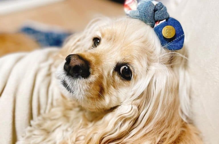 300 Brilliant Cartoon Dog Names for your Pooch - K9 Web