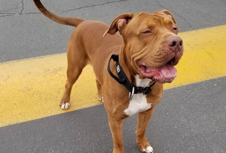 Pitbull Colors: The Standard & Rare Pitbull Coat Colors - K9 Web