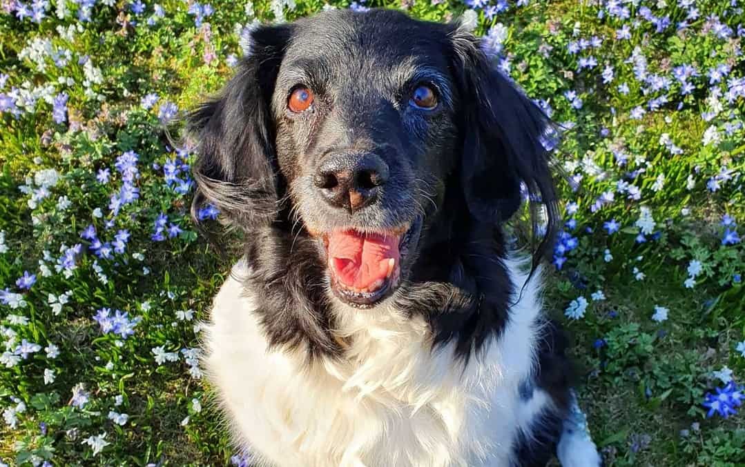 27 tipos diferentes de Spaniels que conhecemos e amamos-K9 Web | I'm ...
