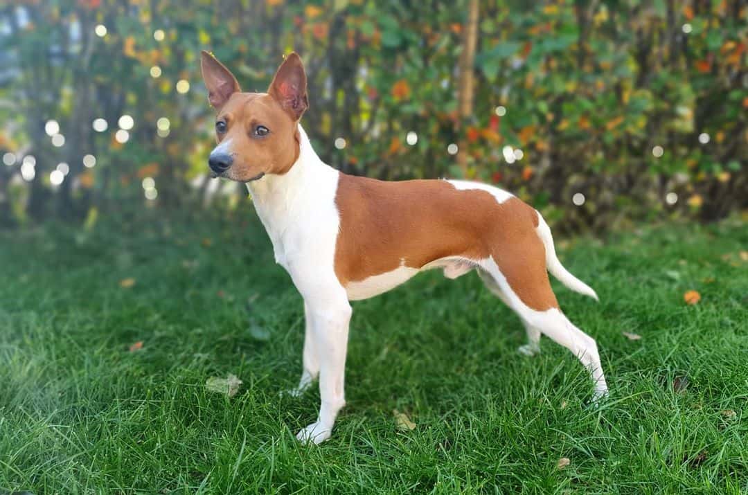 Meet The Rat Terrier: An Adorable and Energetic Companion - K9 Web