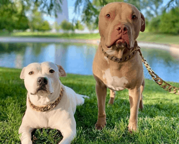 Pitbull Colors: The Standard & Rare Pitbull Coat Colors - K9 Web
