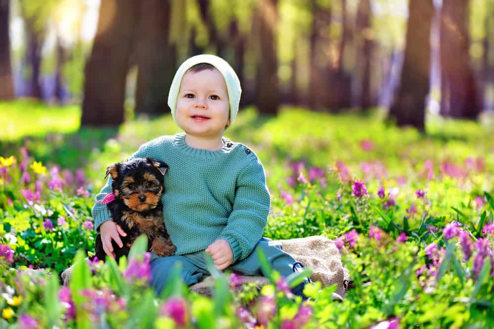 Which are the Best Small Dogs for Kids to Add to Your Family? - K9 Web