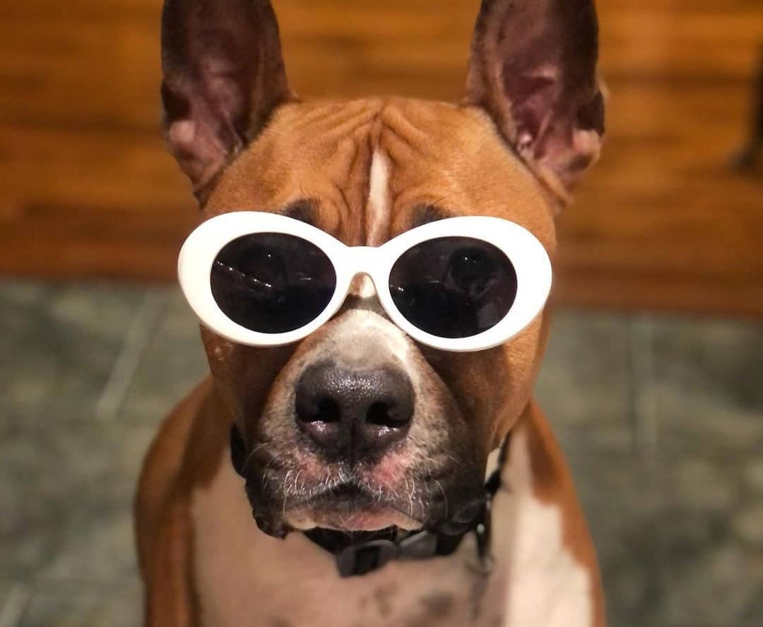 300+ Popular, Mythological, and Unique Greek Dog Names - K9 Web