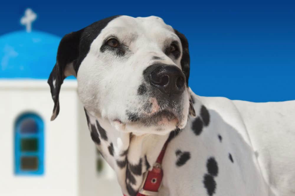300+ Popular, Mythological, and Unique Greek Dog Names - K9 Web