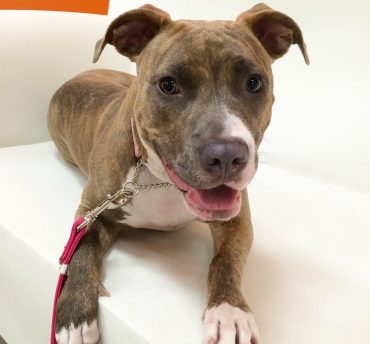 Pitbull Growth and Weight Chart (Male & Female): The Complete Guide ...