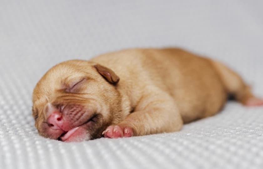 Pitbull Growth and Weight Chart (Male & Female): The Complete Guide ...