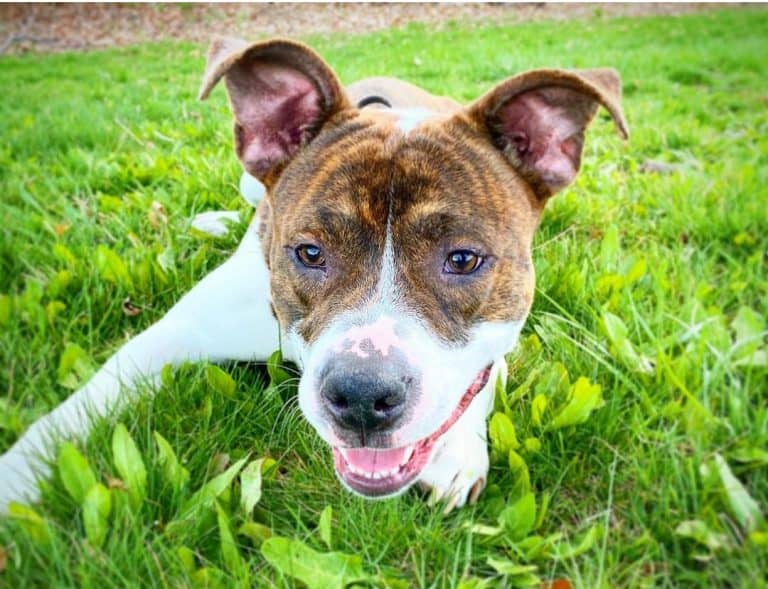 Pitbull Growth and Weight Chart (Male & Female): The Complete Guide ...