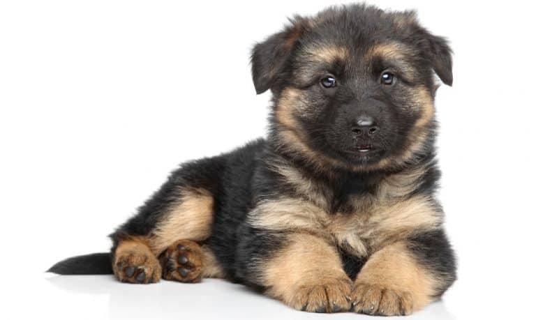 German Shepherd Growth and Weight Chart: When Do GSDs Stop Growing ...