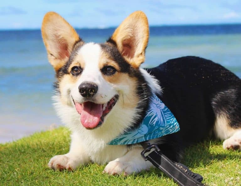 Popular Hawaiian Dog Names: Say Aloha to Your Dog’s New Name - K9 Web