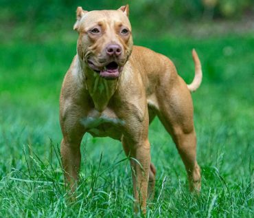Pitbull Growth and Weight Chart (Male & Female): The Complete Guide ...