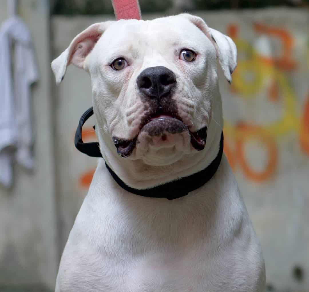 What Dogs Look Like Pit Bulls But Aren't the Same Breed? - K9 Web