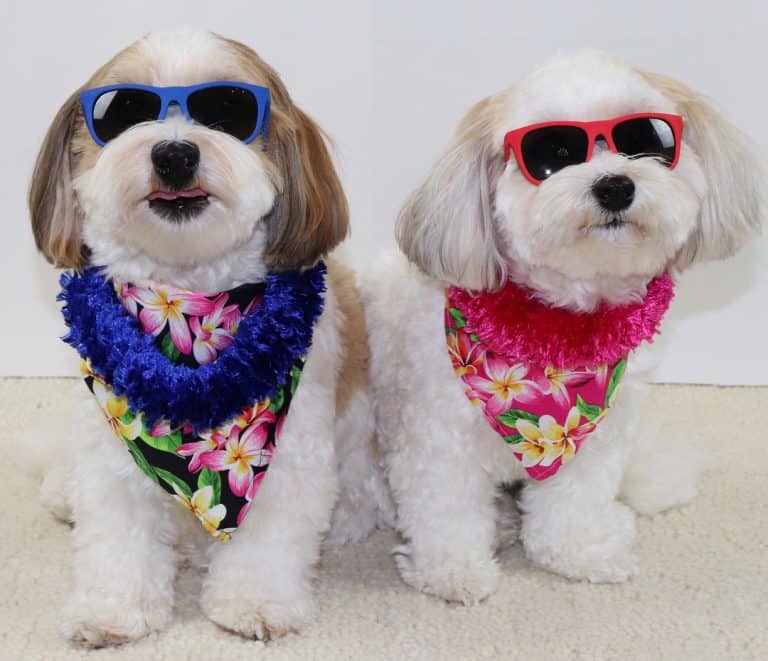 Popular Hawaiian Dog Names: Say Aloha to Your Dog’s New Name - K9 Web