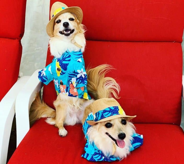 Popular Hawaiian Dog Names: Say Aloha to Your Dog’s New Name - K9 Web