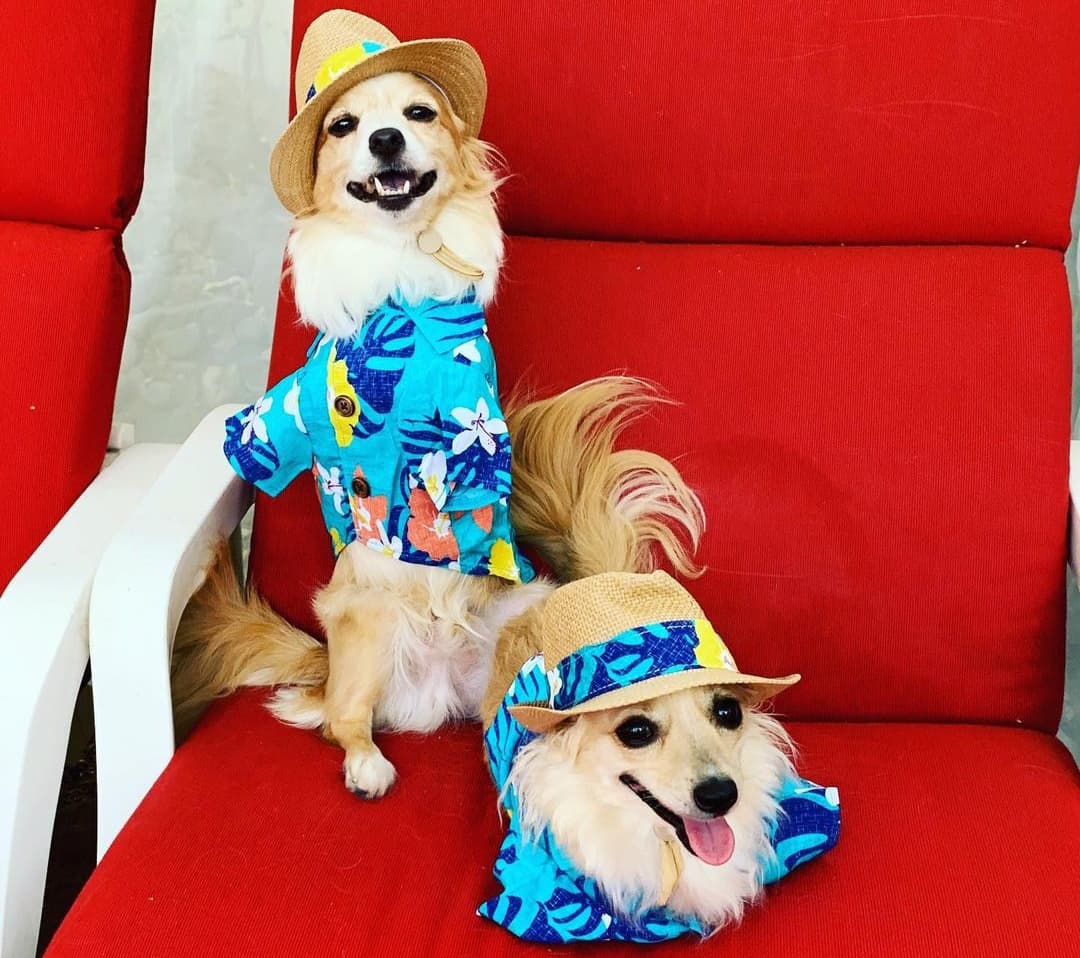 Popular Hawaiian Dog Names: Say Aloha to Your Dog’s New Name - K9 Web