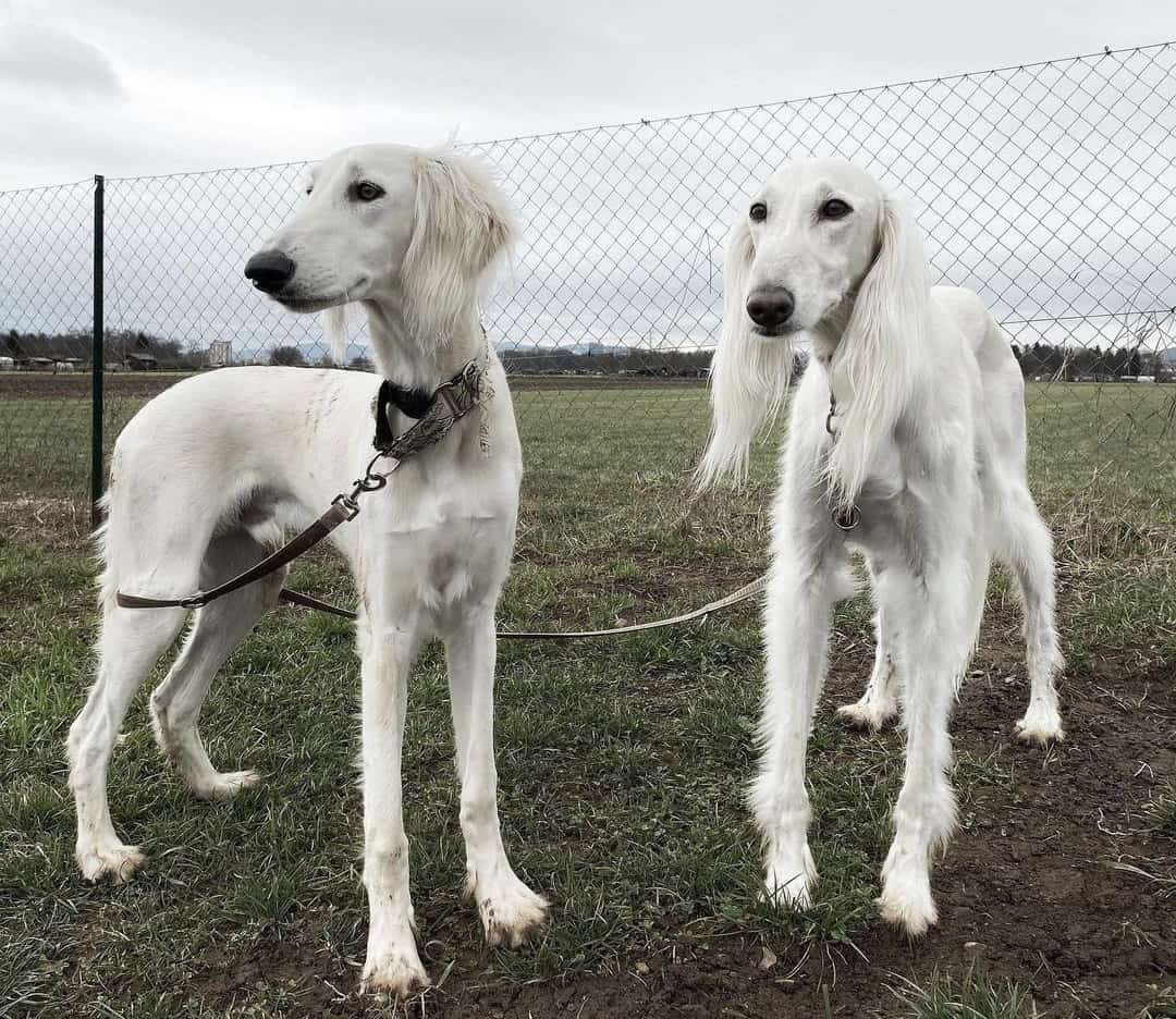 How Many White Dog Breeds Can You Name? We Count 52! - K9 Web