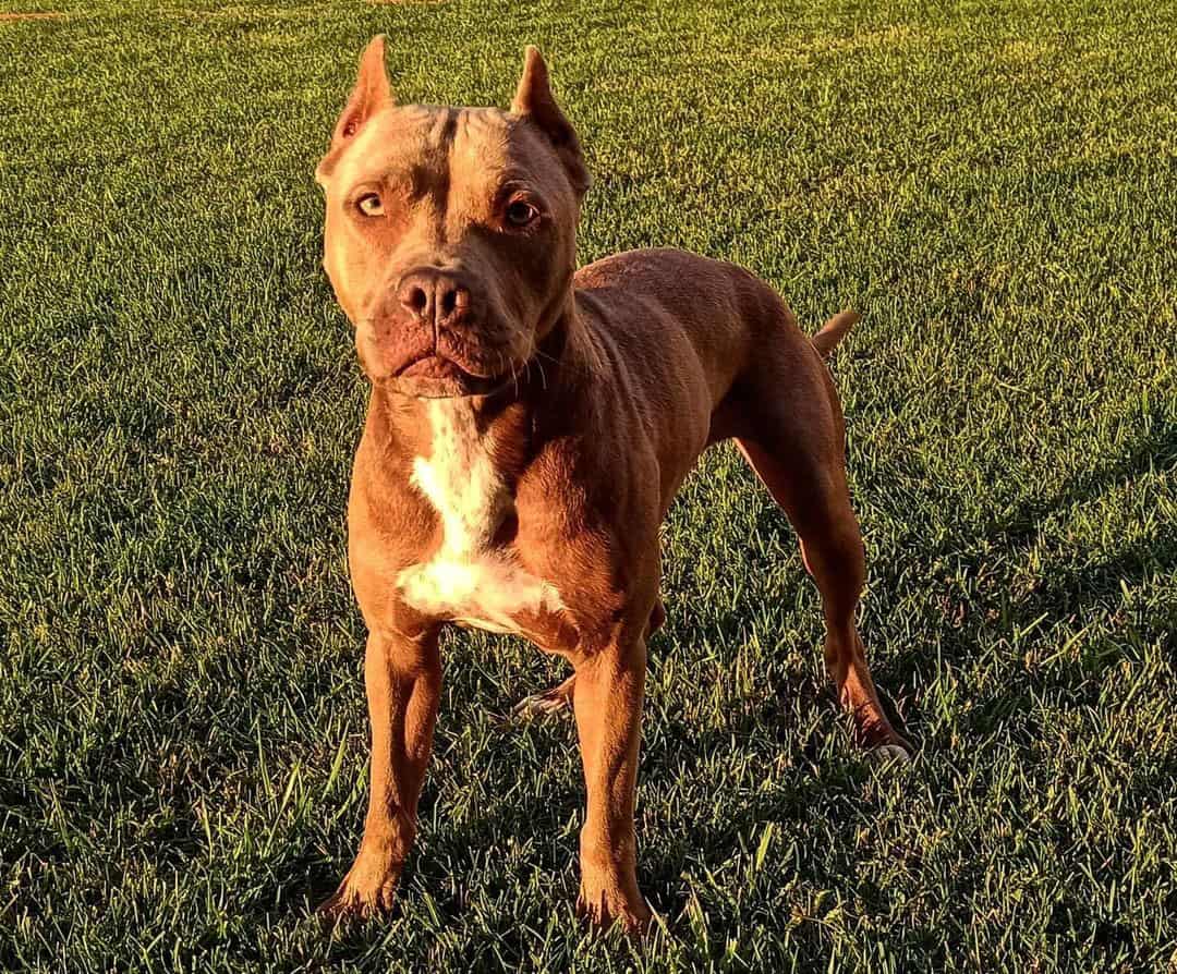 The Most Aggressive Dog Breeds You Must Be Ready For - K9 Web