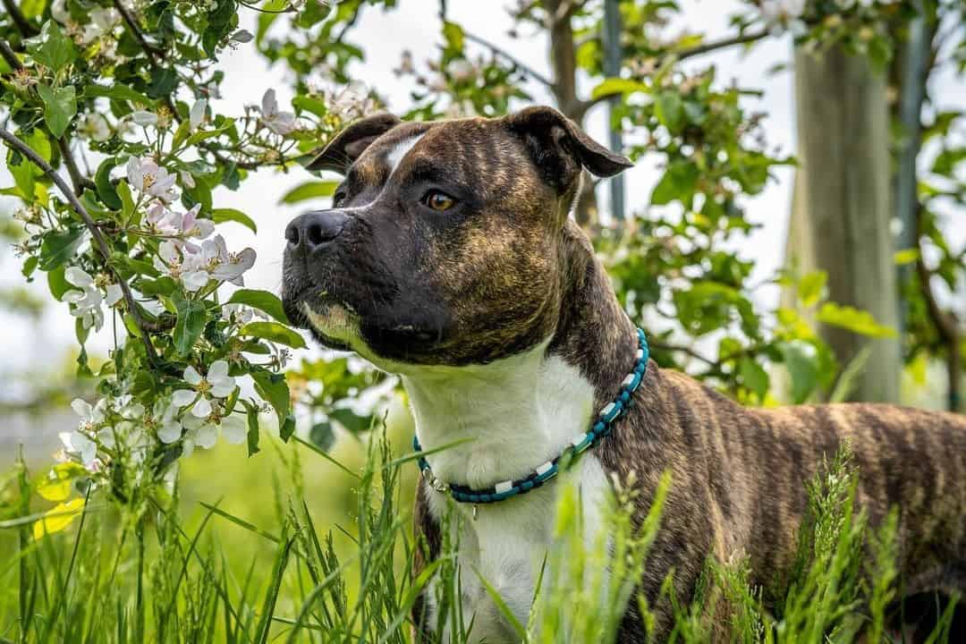 21 Awesome Brindle Dog Breeds to Bring Home - K9 Web