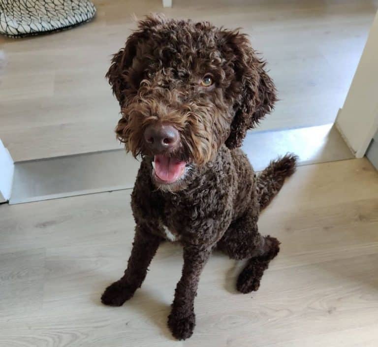 Let’s Look at These 20 Adorable Curly Haired Dogs to Bring Home - K9 Web