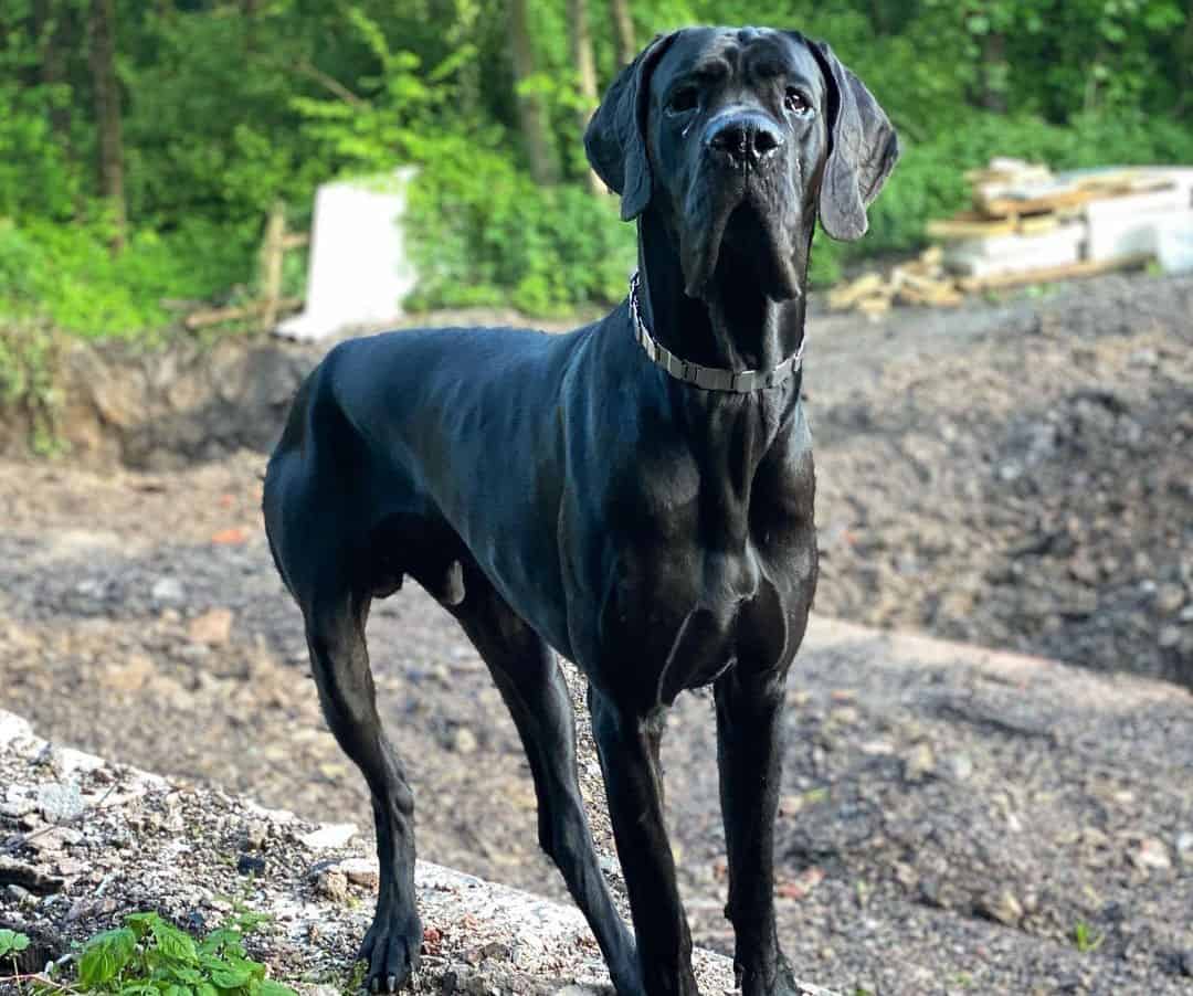 18 Popular Black Dog Breeds You Will Surely Love - K9 Web