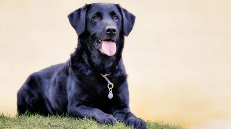 18 Popular Black Dog Breeds You Will Surely Love - K9 Web