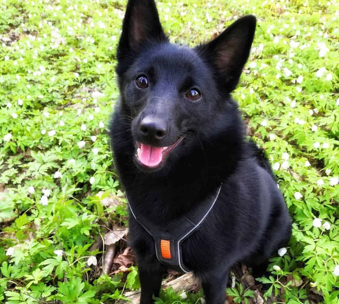 18 Popular Black Dog Breeds You Will Surely Love - K9 Web