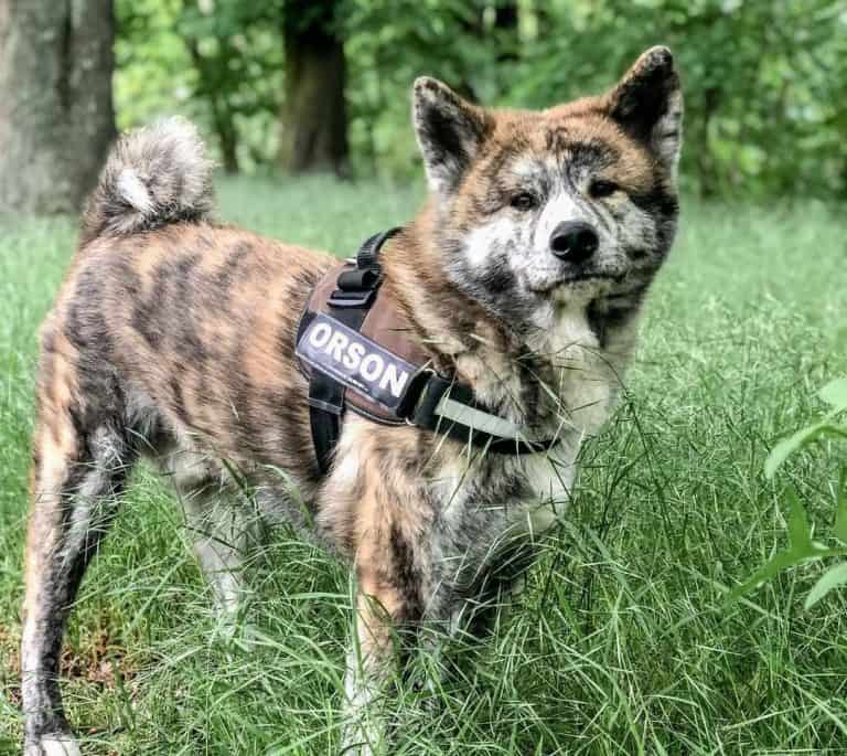 21 Awesome Brindle Dog Breeds to Bring Home - K9 Web