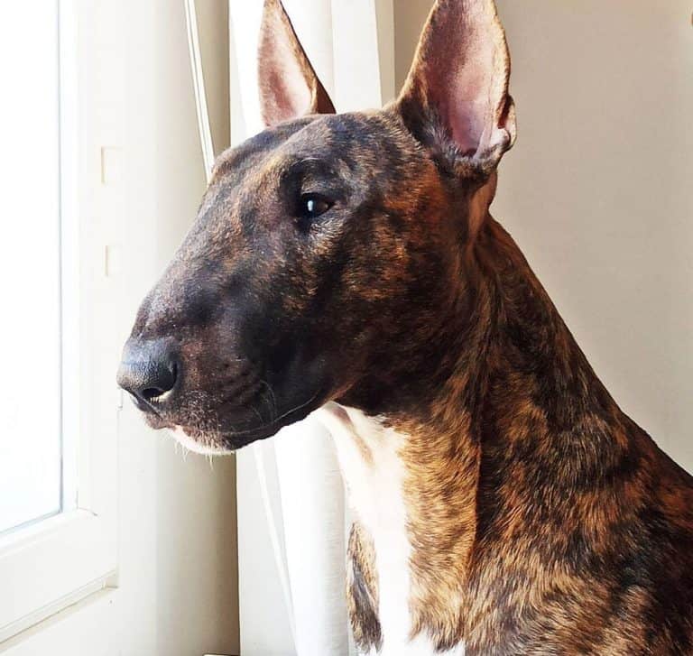 21 Awesome Brindle Dog Breeds to Bring Home - K9 Web