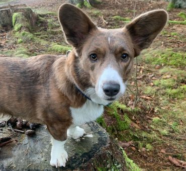 21 Awesome Brindle Dog Breeds to Bring Home - K9 Web