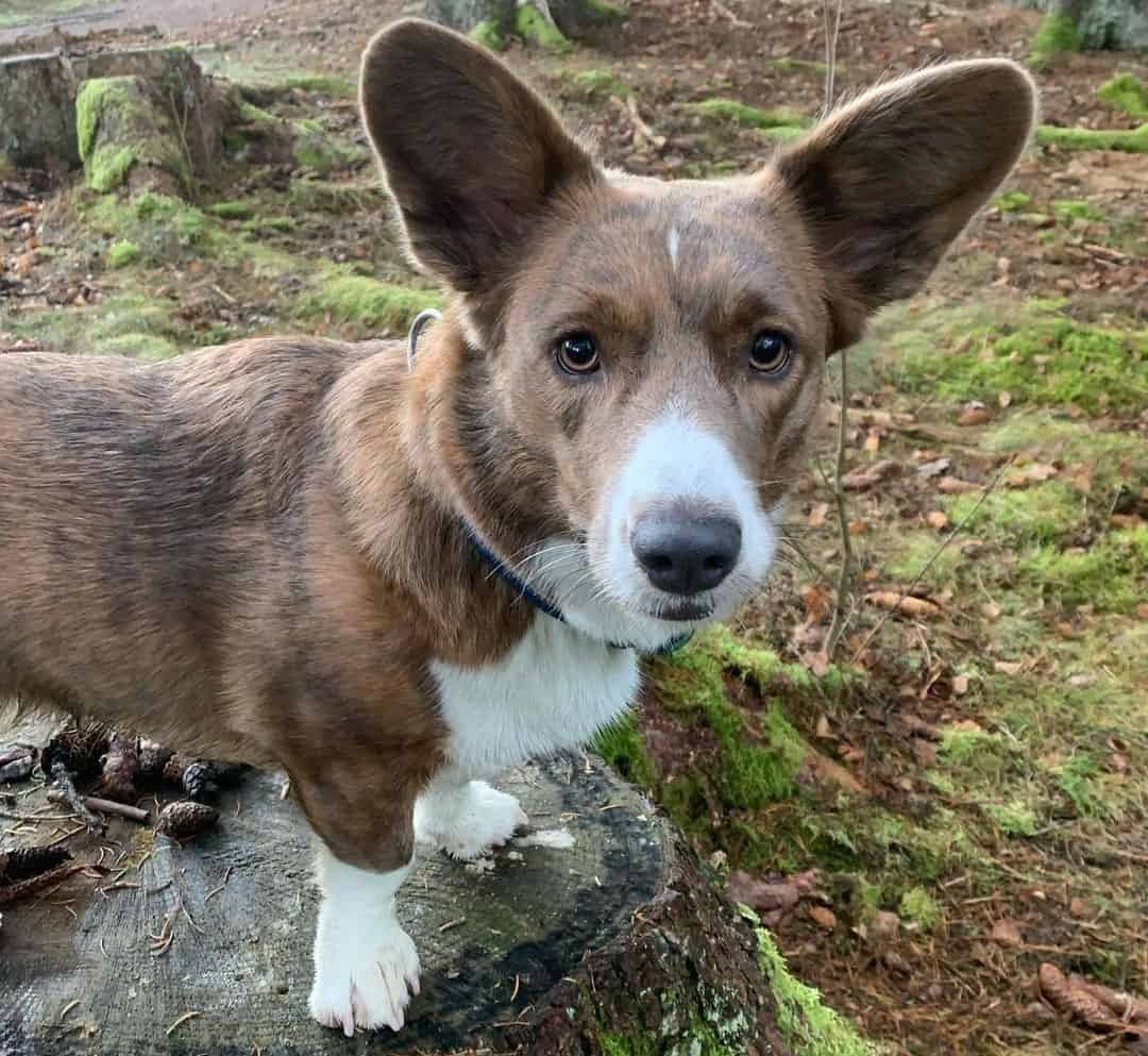 21 Awesome Brindle Dog Breeds to Bring Home - K9 Web